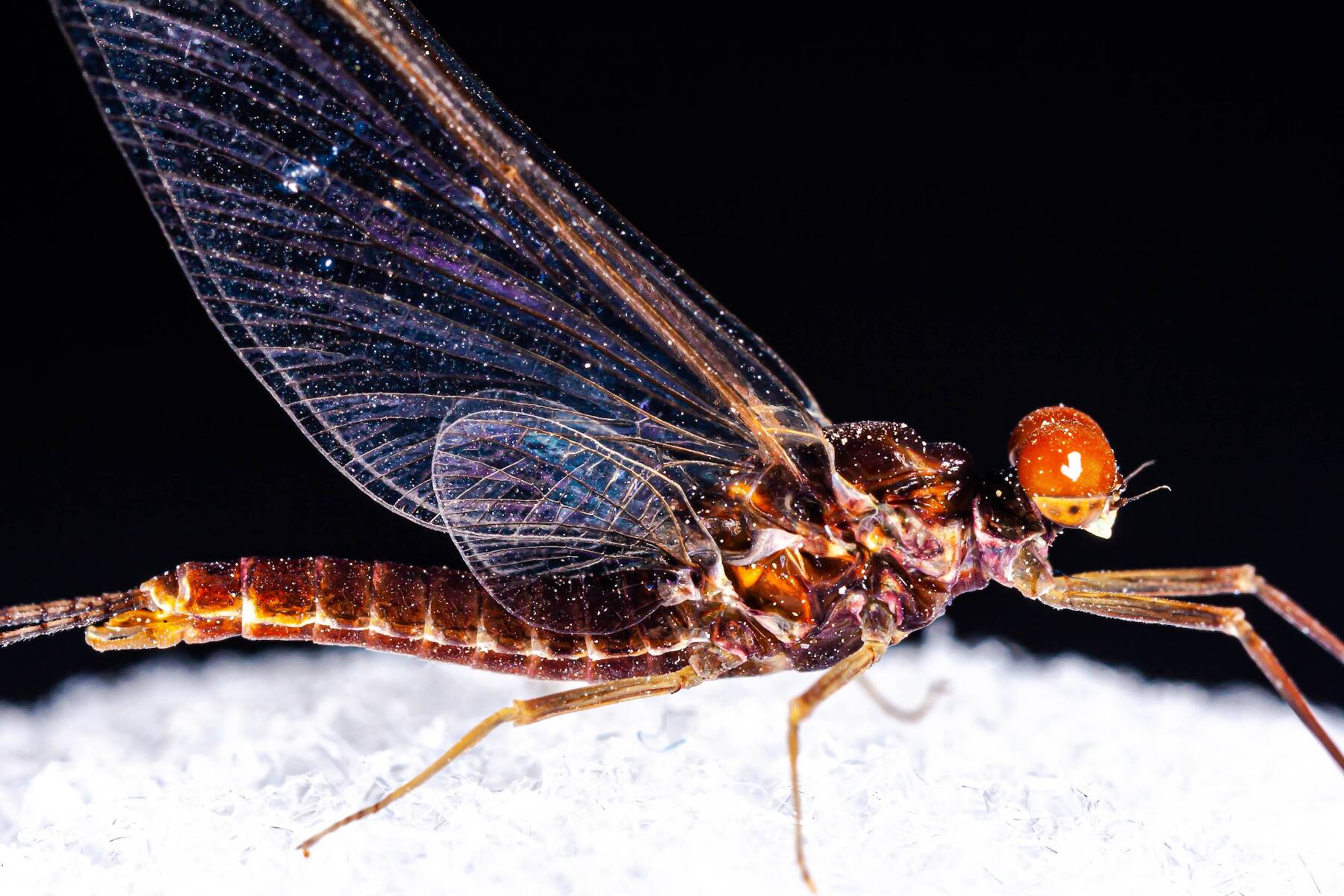 Male Ephemerella subvaria (Hendrickson) Mayfly Spinner Pictures
