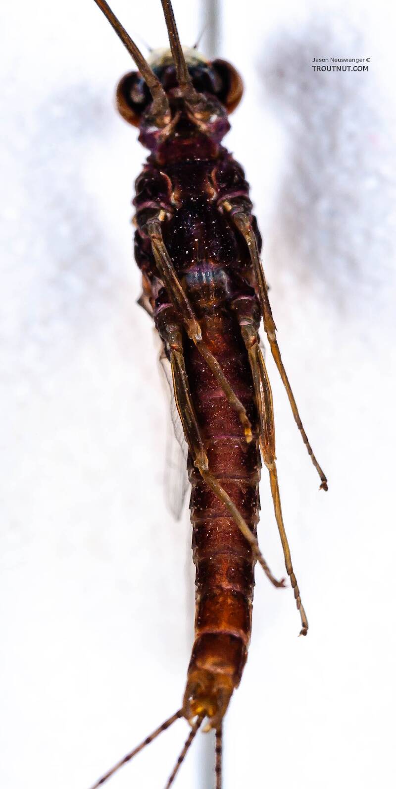 Male Ephemerella subvaria (Hendrickson) Mayfly Spinner Pictures