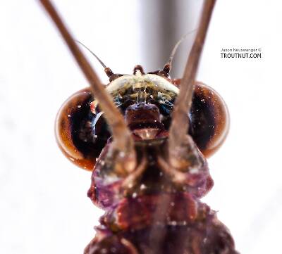 Male Ephemerella subvaria (Hendrickson) Mayfly Spinner Pictures