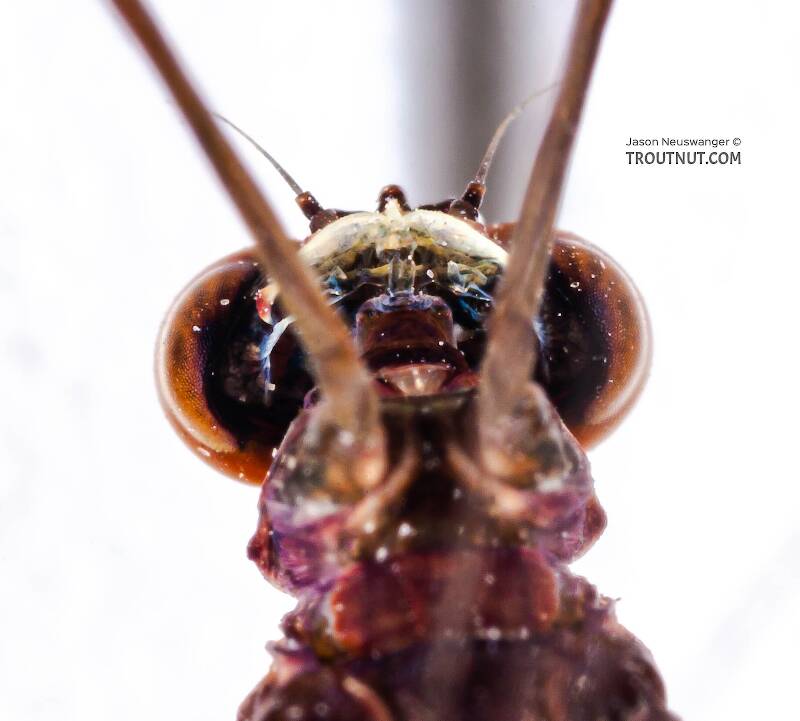 Male Ephemerella subvaria (Hendrickson) Mayfly Spinner Pictures