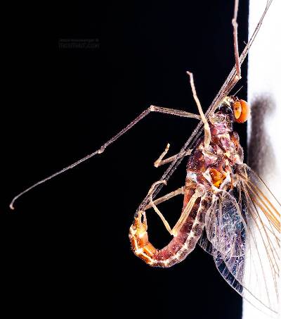 Male Ephemerella subvaria (Hendrickson) Mayfly Spinner Pictures
