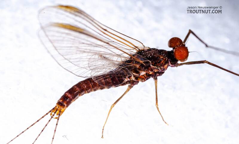 Male Ephemerella subvaria (Hendrickson) Mayfly Spinner Pictures