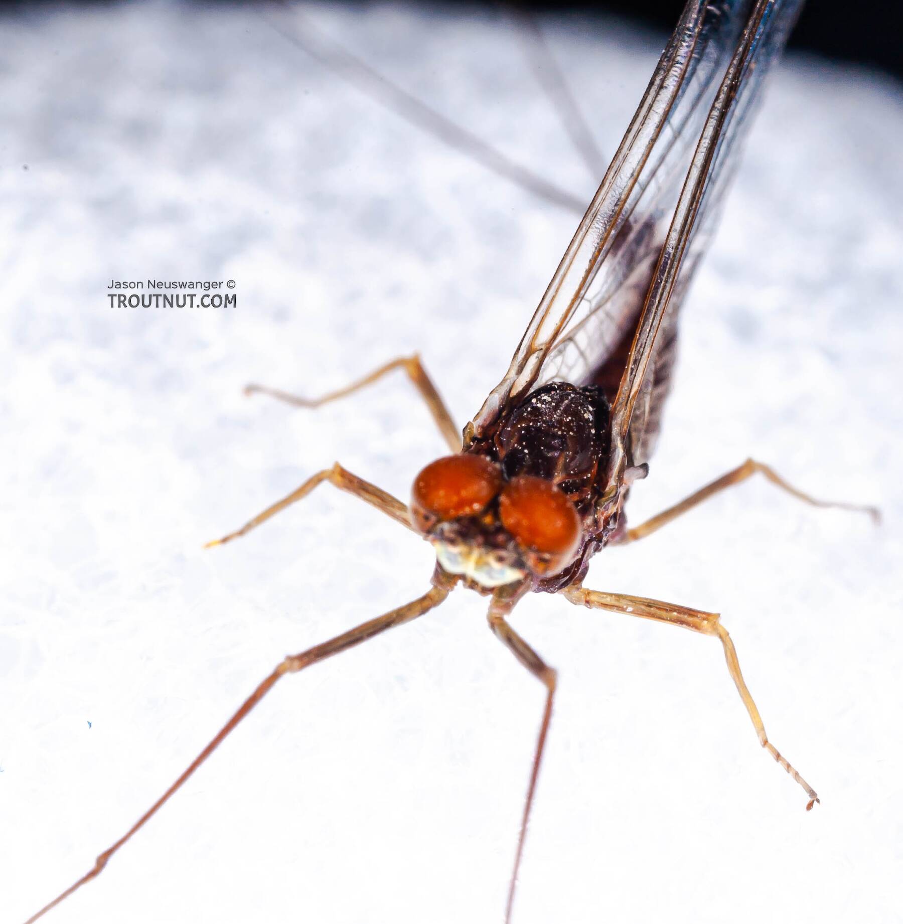 Male Ephemerella subvaria (Hendrickson) Mayfly Spinner Pictures