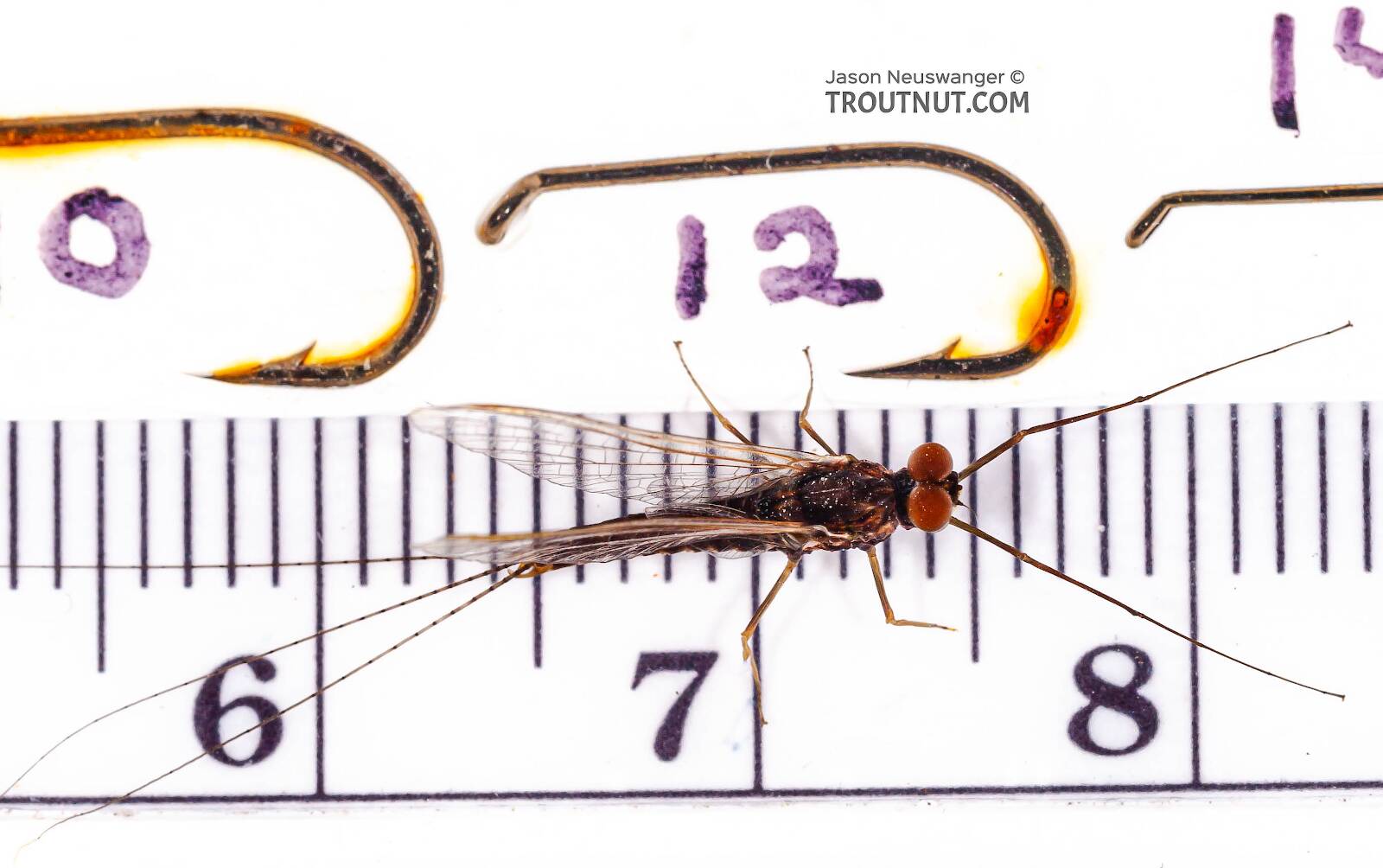 Male Ephemerella subvaria (Hendrickson) Mayfly Spinner Pictures