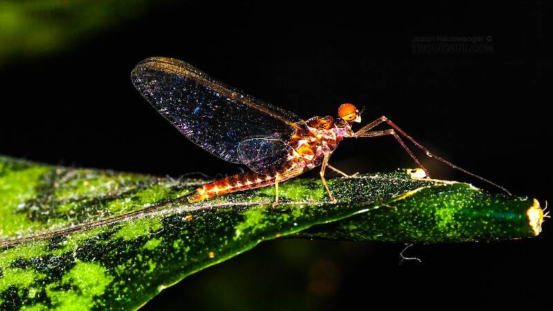 Male Ephemerella subvaria (Hendrickson) Mayfly Spinner Pictures