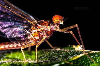 Male Ephemerella subvaria (Hendrickson) Mayfly Spinner Pictures