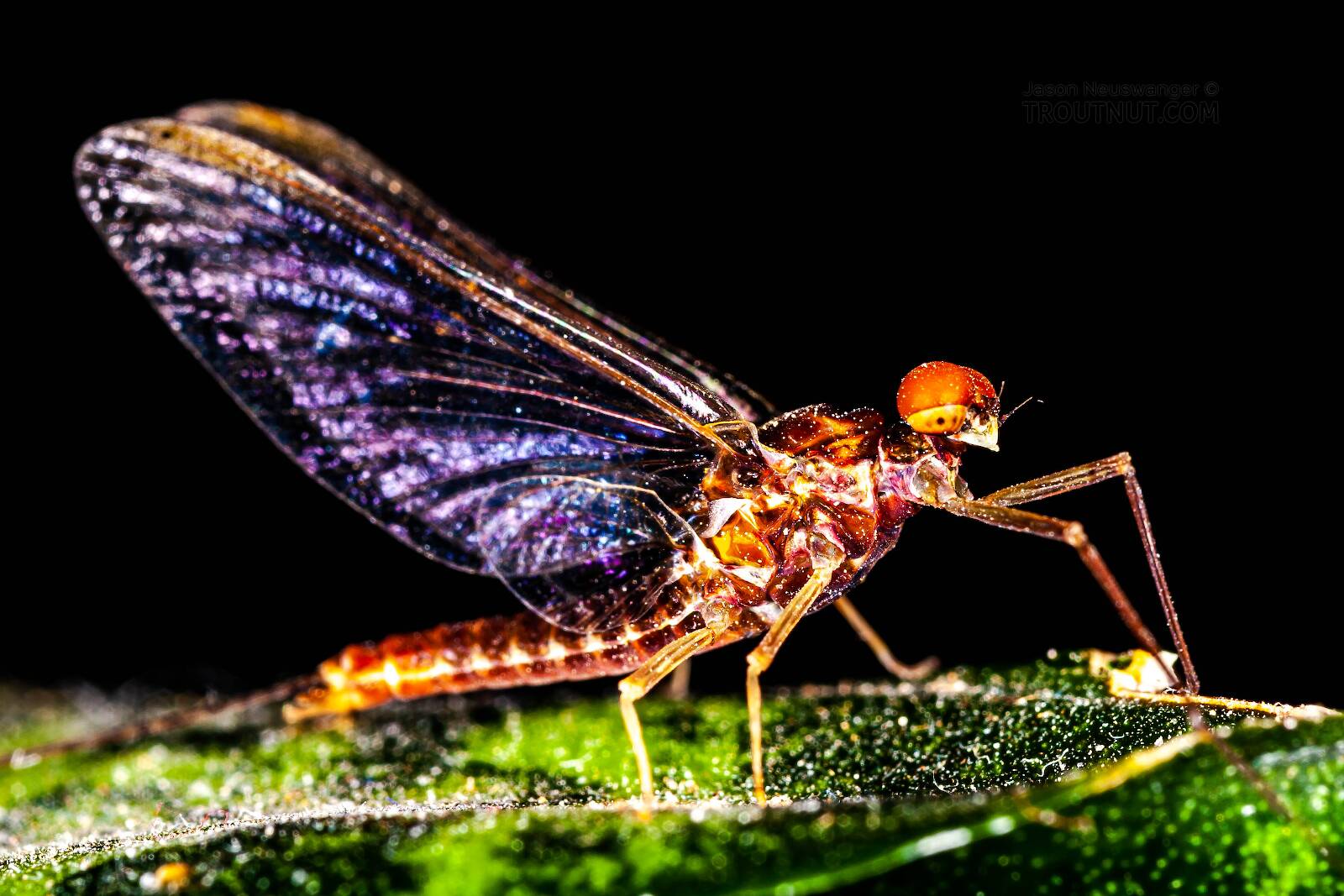 Male Ephemerella subvaria (Hendrickson) Mayfly Spinner Pictures