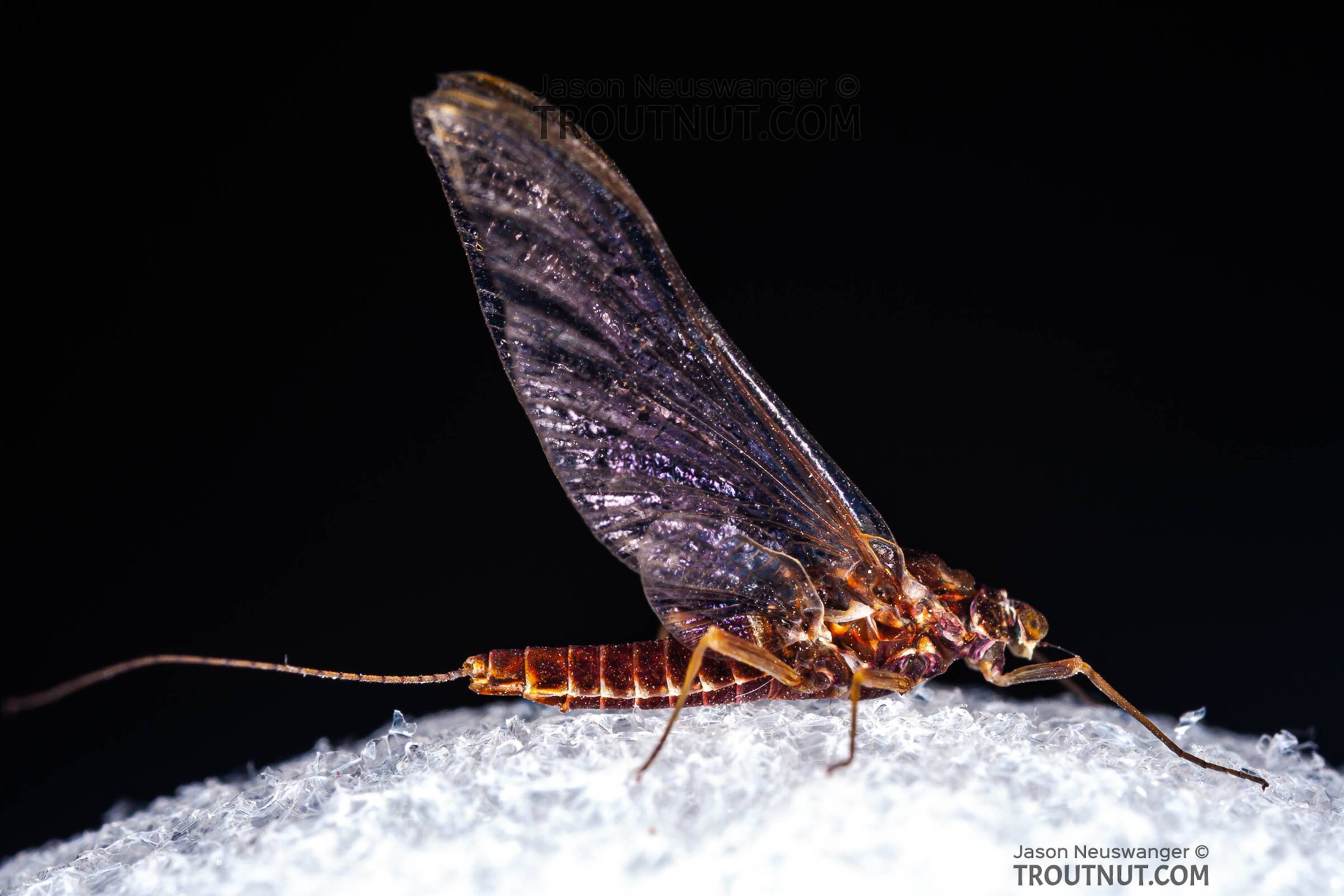 Mayfly Species Ephemerella subvaria (Hendricksons)