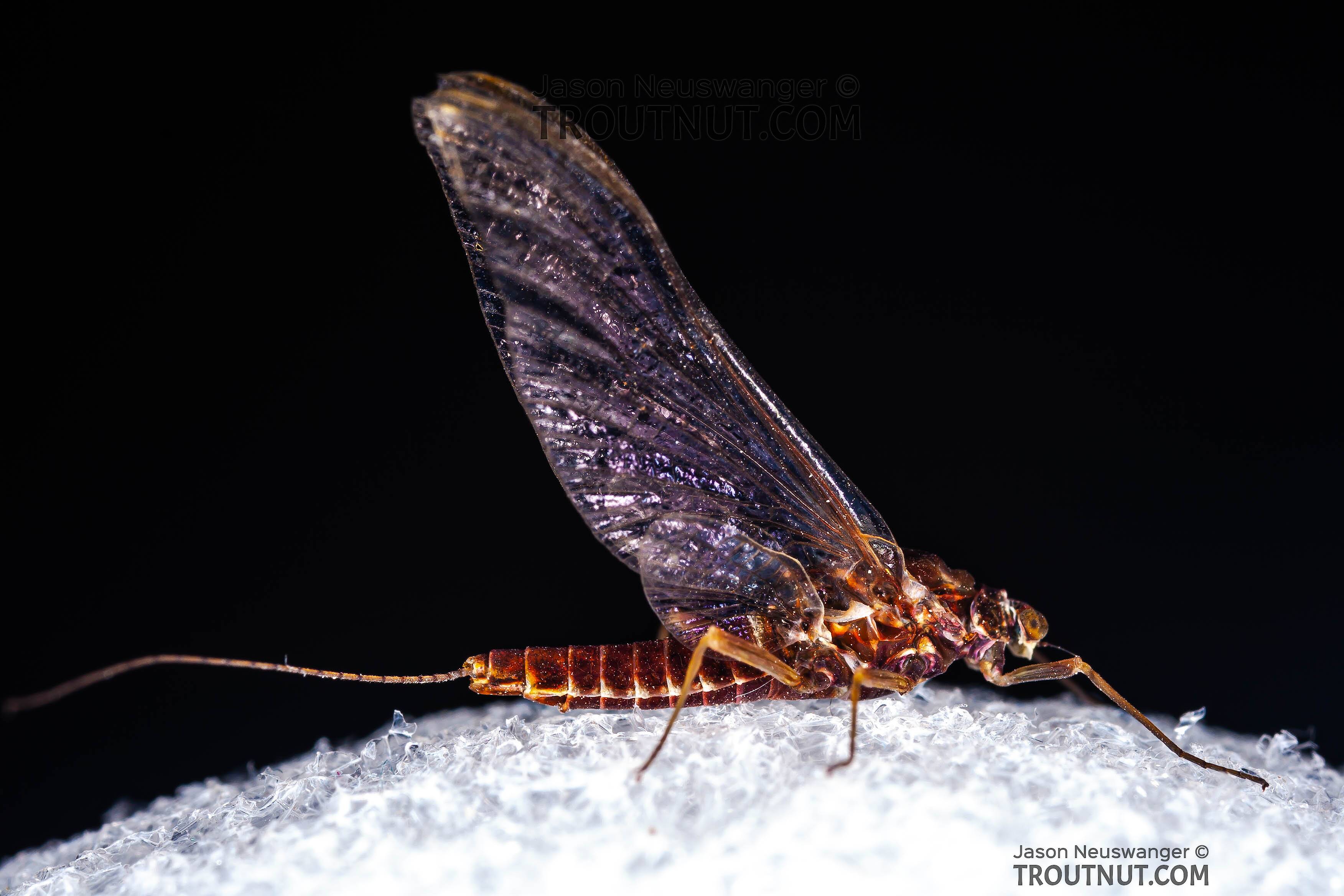 Mayfly Species Ephemerella subvaria (Hendricksons)