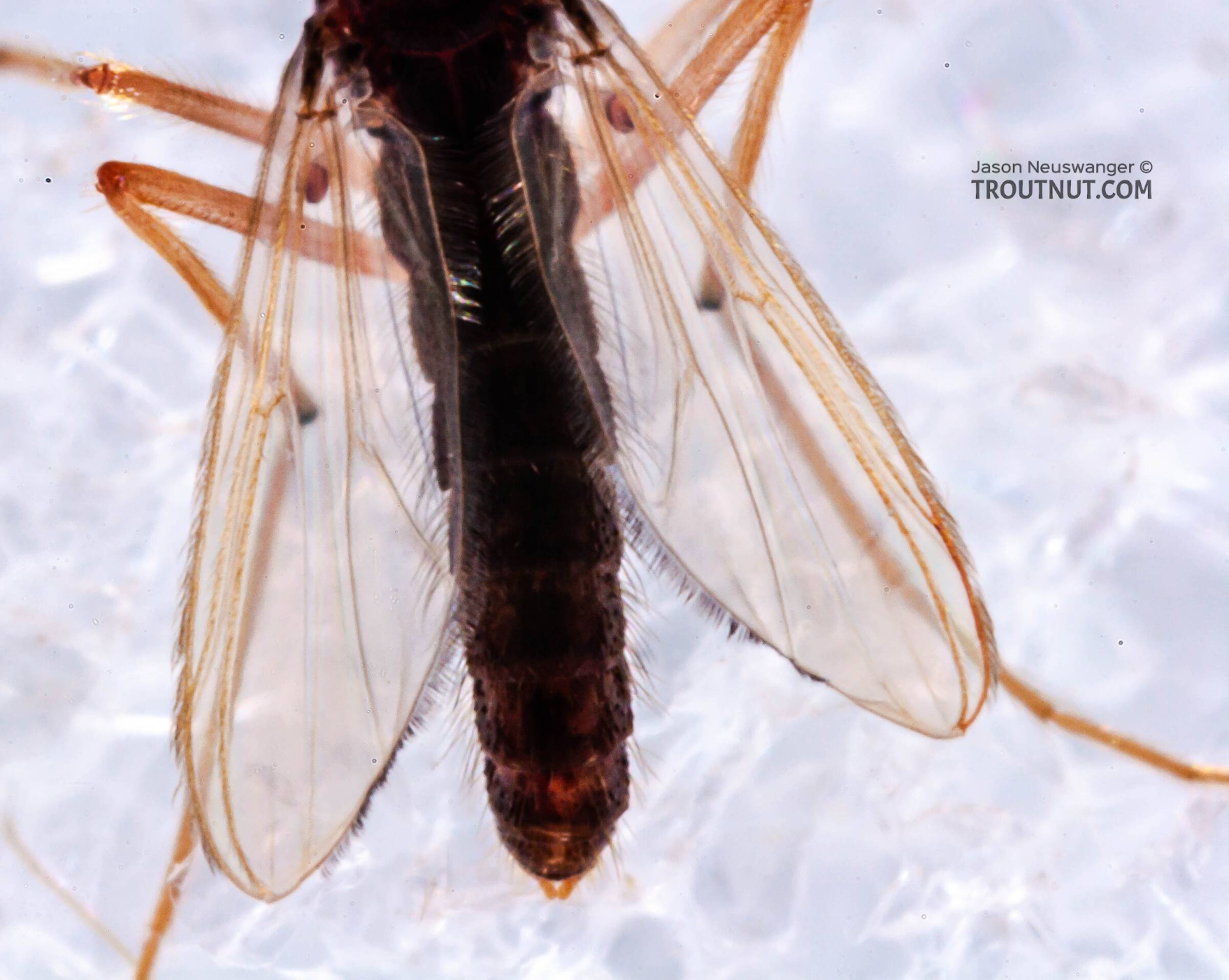 Chironomidae (Midge) True Fly Adult Pictures