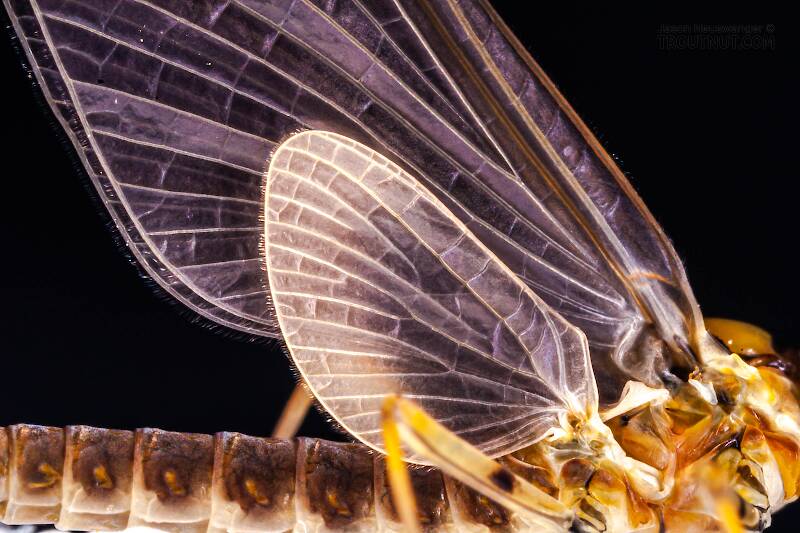 Male Epeorus pleuralis (Quill Gordon) Mayfly Dun Pictures