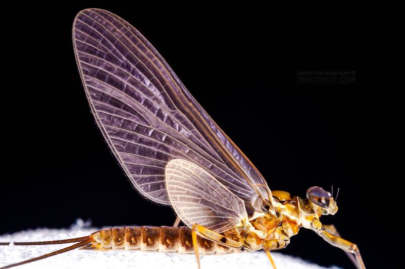 Male Epeorus pleuralis (Quill Gordon) Mayfly Dun Pictures