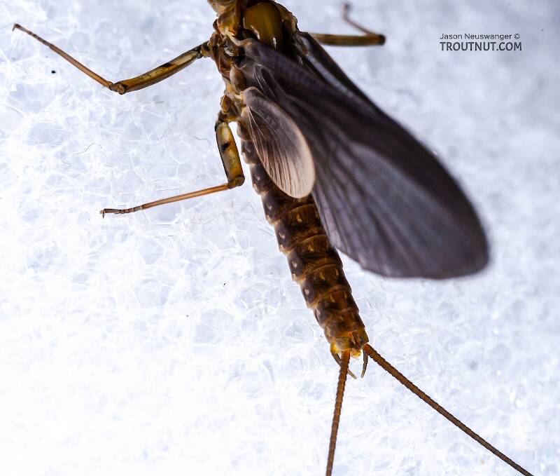 Male Epeorus pleuralis (Quill Gordon) Mayfly Dun Pictures