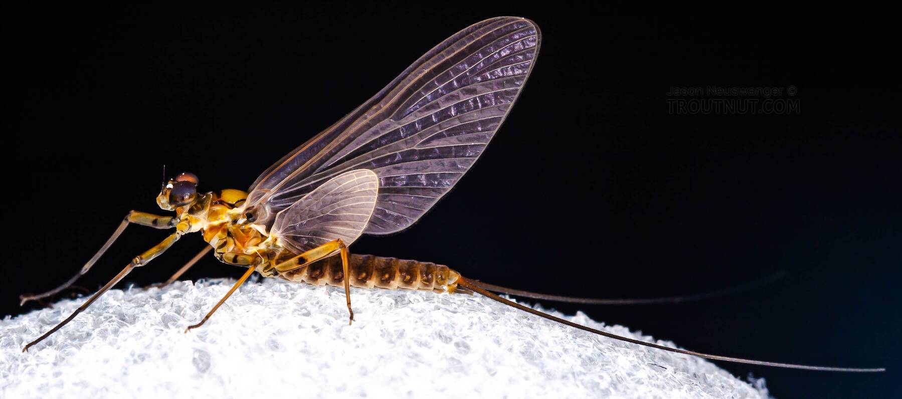Mayfly Species Epeorus pleuralis (Quill Gordons)