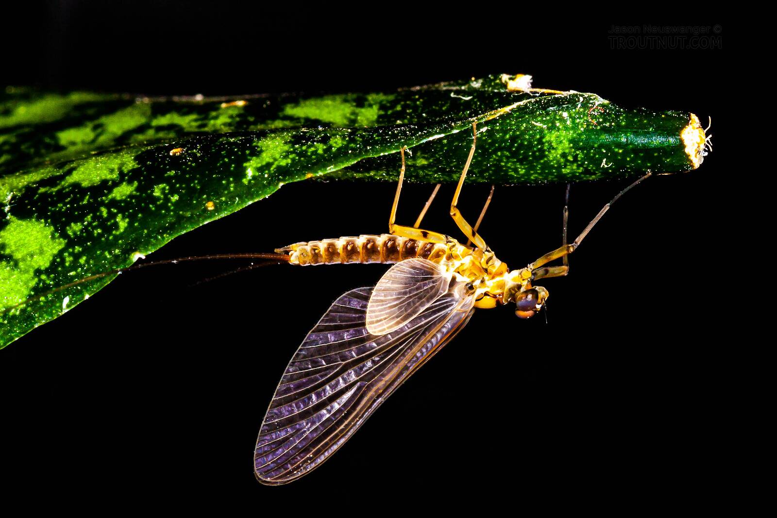 Male Epeorus pleuralis (Quill Gordon) Mayfly Dun Pictures