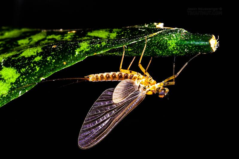 Male Epeorus pleuralis (Quill Gordon) Mayfly Dun Pictures