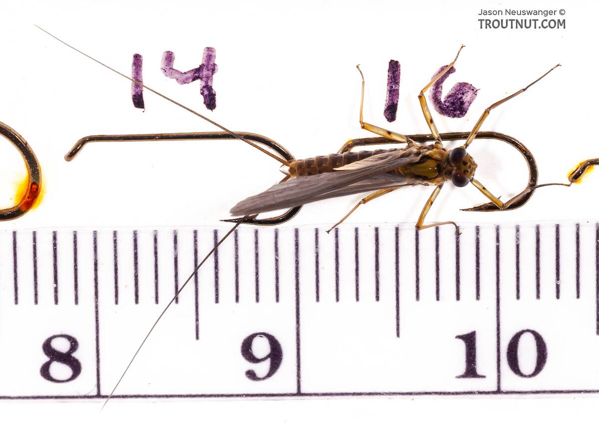 Male Epeorus pleuralis (Quill Gordon) Mayfly Dun Pictures