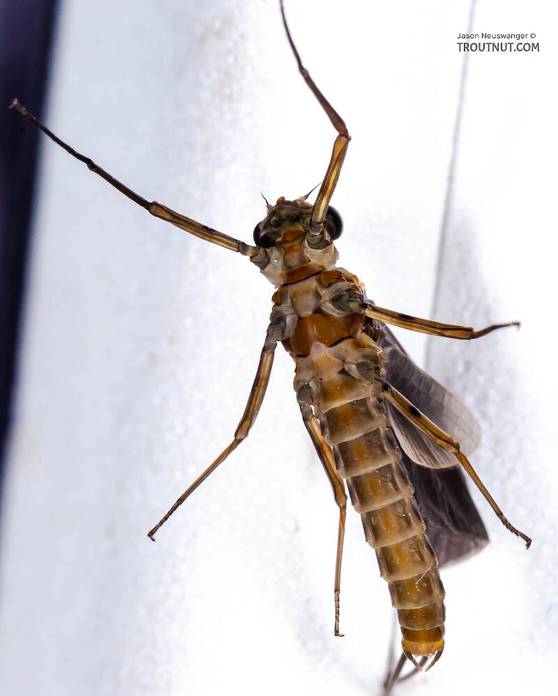 Male Epeorus pleuralis (Quill Gordon) Mayfly Dun Pictures