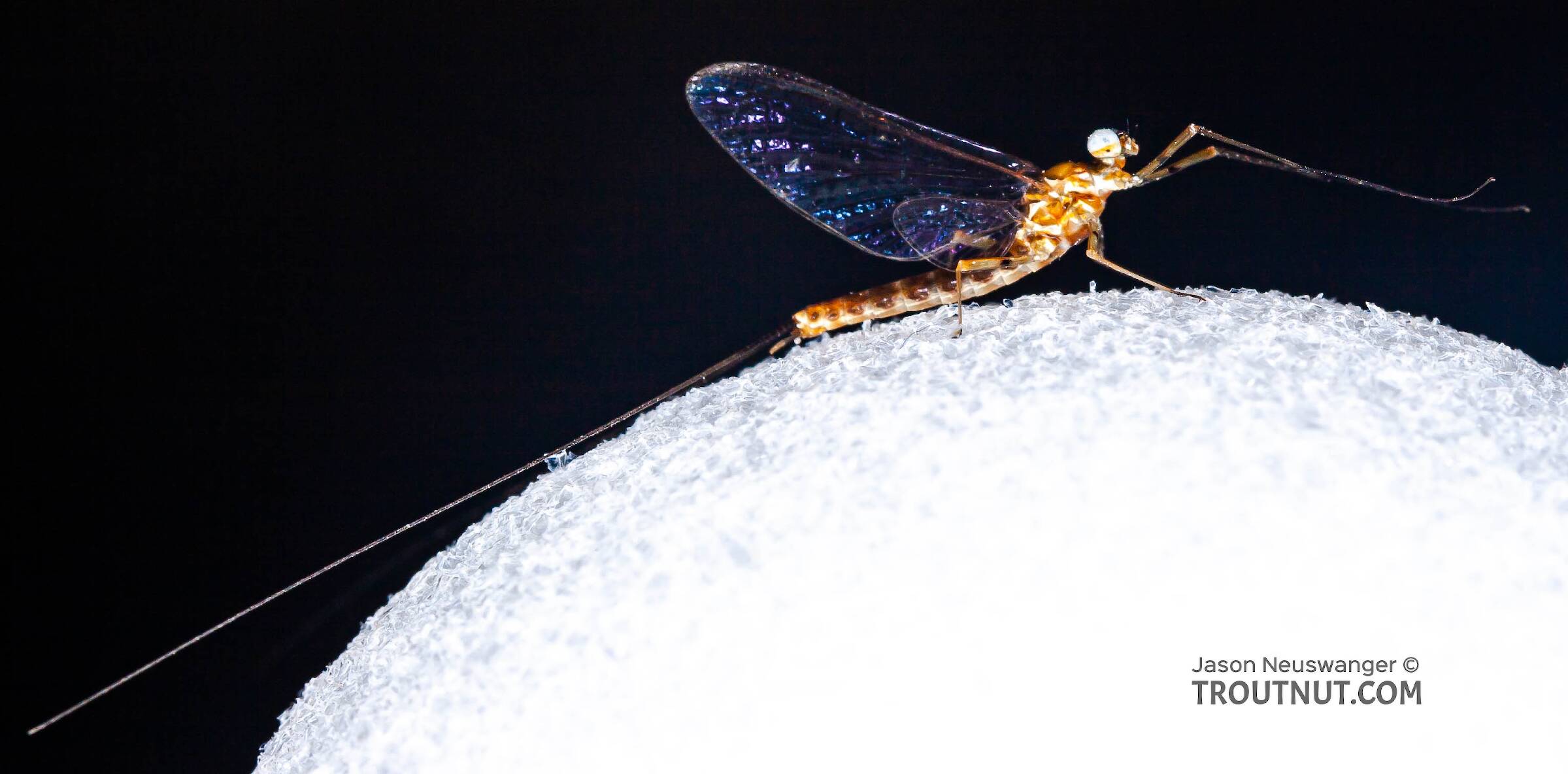 Mayfly Species Epeorus pleuralis (Quill Gordons)