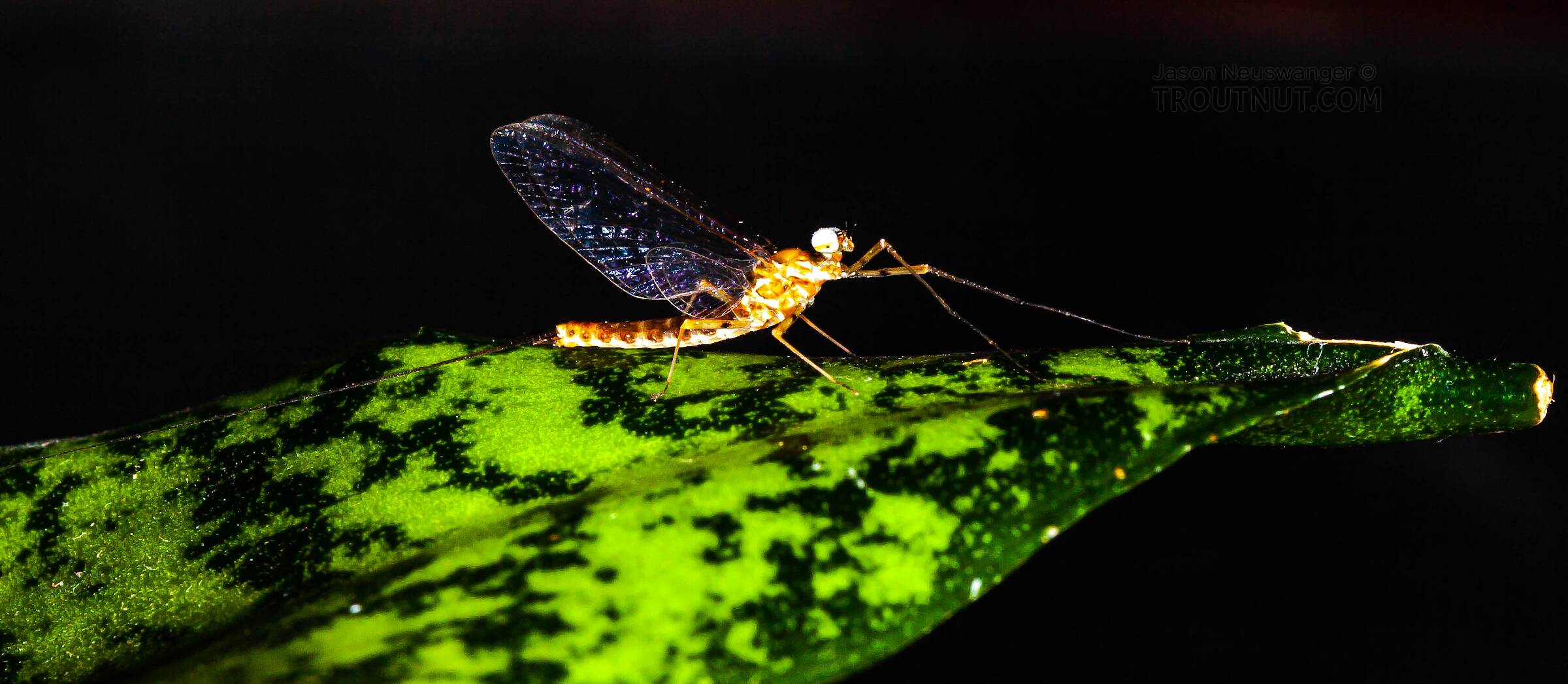 Male Epeorus pleuralis (Quill Gordon) Mayfly Spinner Pictures