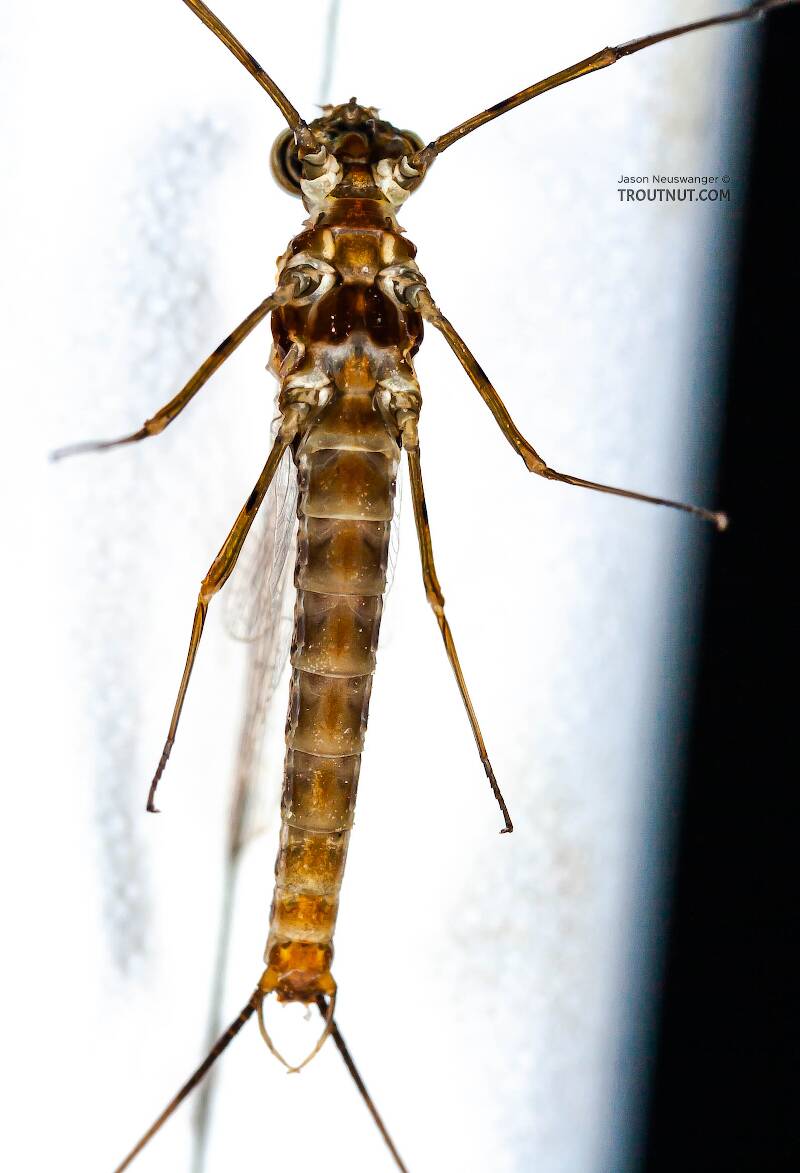 Male Epeorus pleuralis (Quill Gordon) Mayfly Spinner Pictures