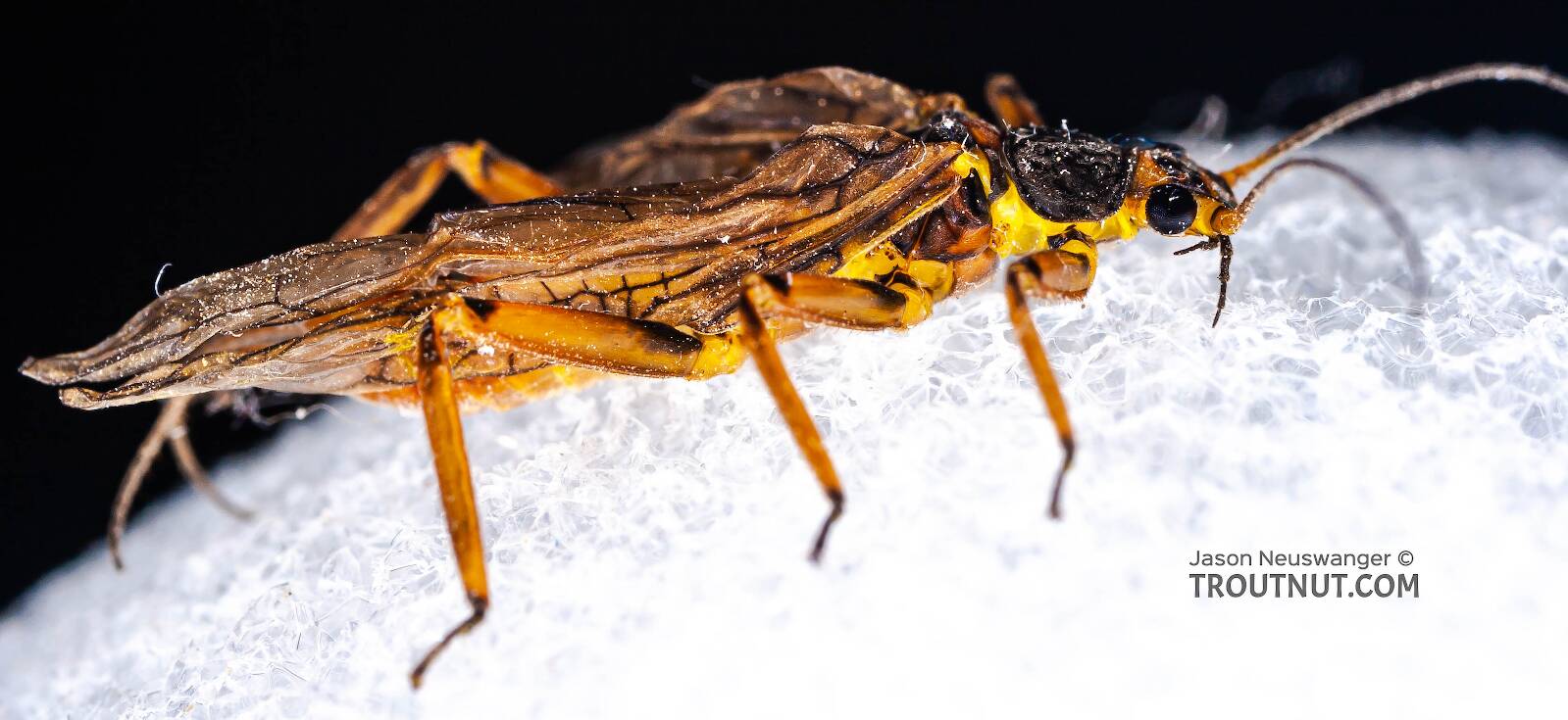 Stonefly Family Perlidae (Golden Stones)