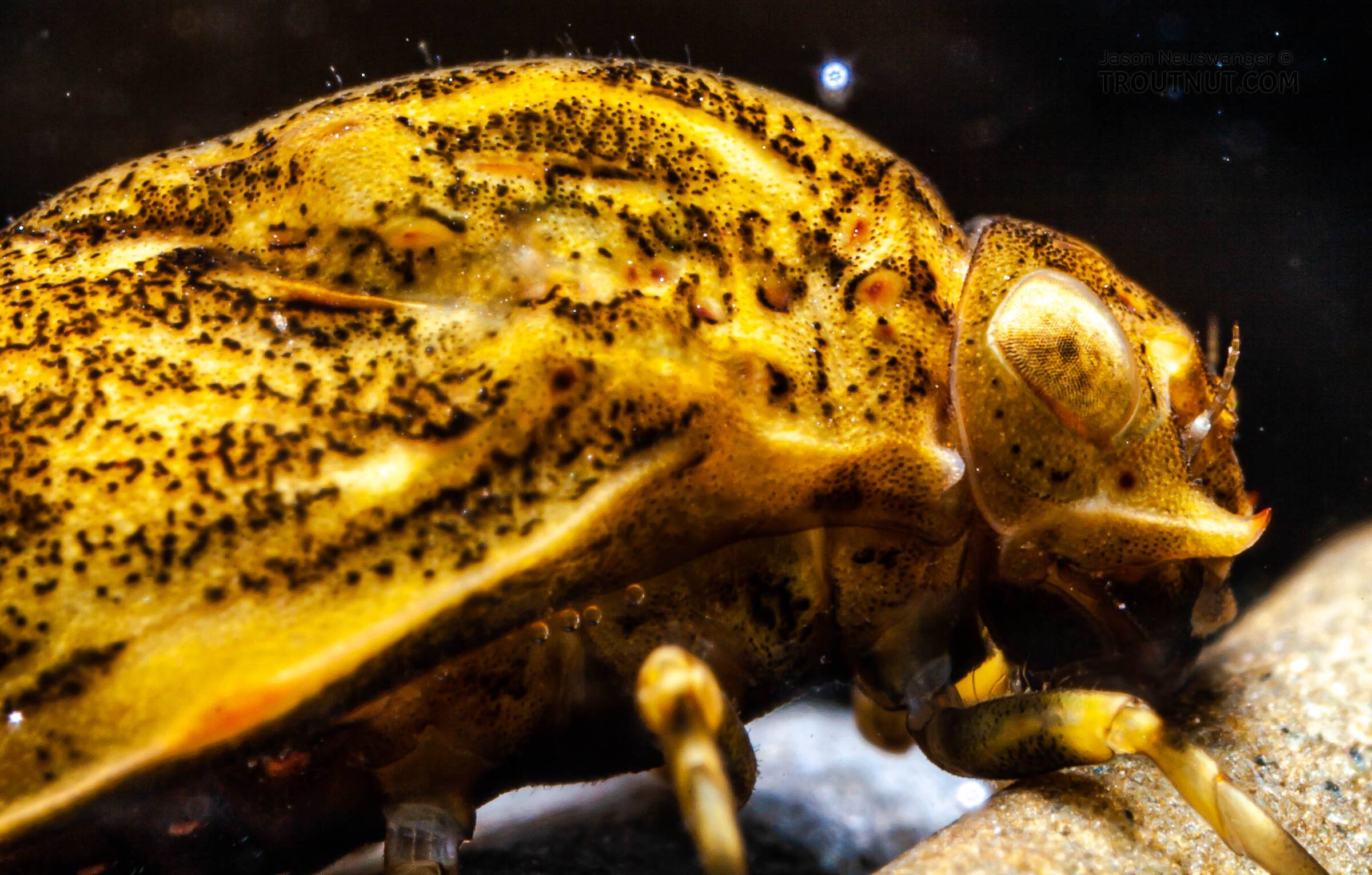 Baetisca obesa (Armored Mayfly) Mayfly Nymph Pictures