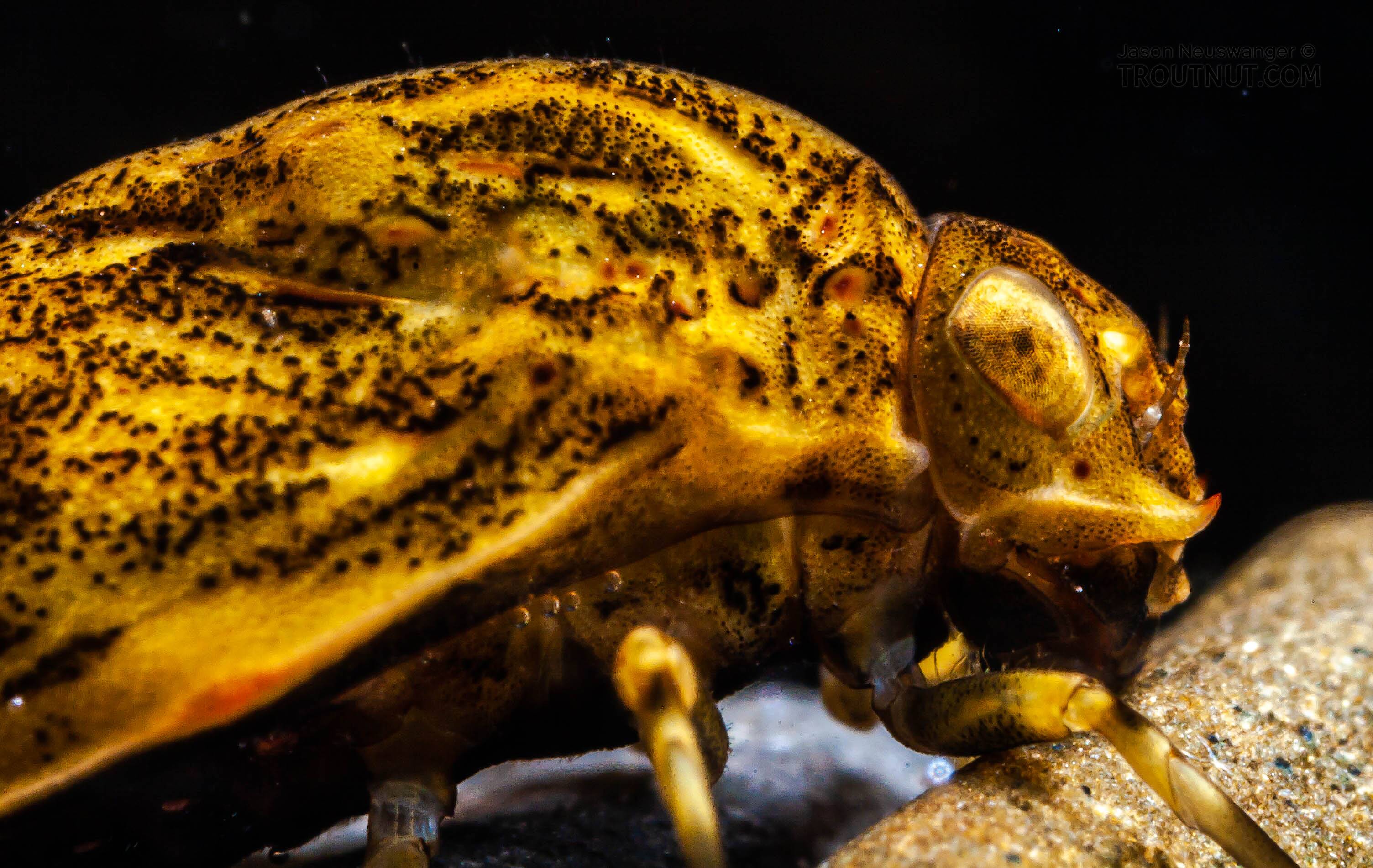 Baetisca obesa (Armored Mayfly) Mayfly Nymph Pictures