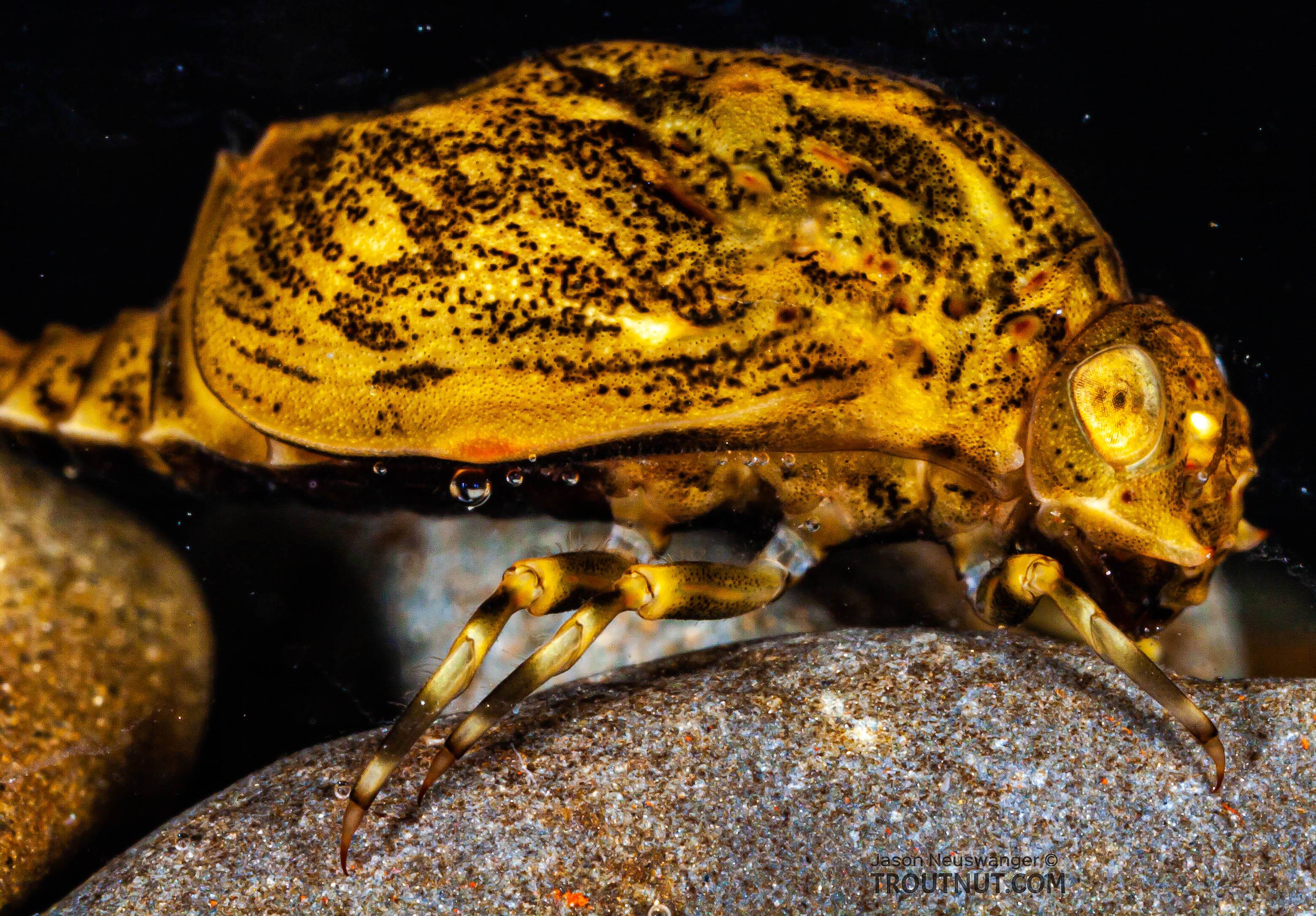 Baetisca obesa (Armored Mayfly) Mayfly Nymph Pictures