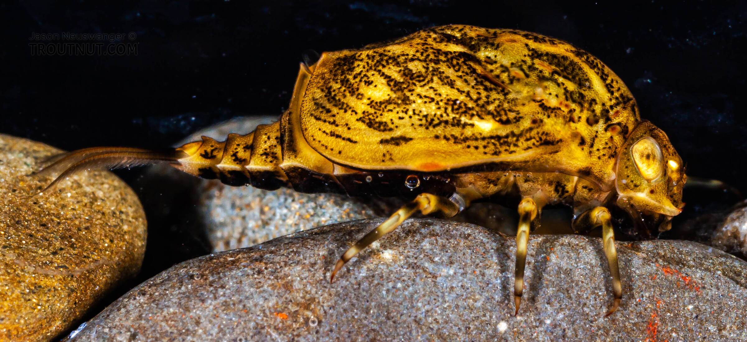Baetisca obesa (Armored Mayfly) Mayfly Nymph Pictures