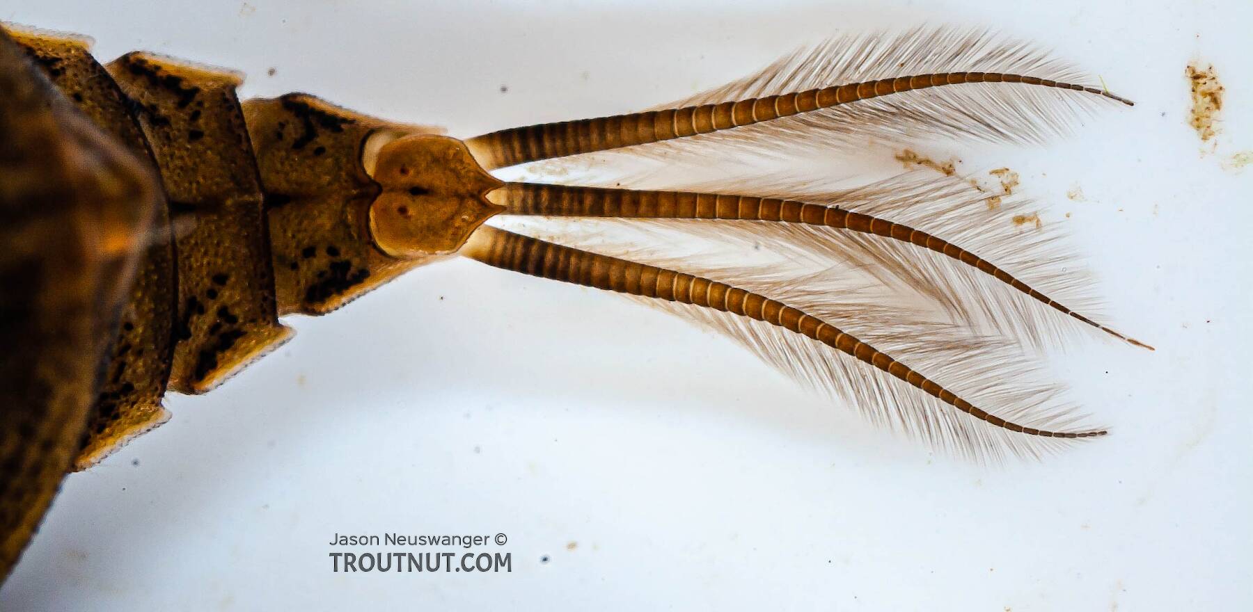 Baetisca obesa (Armored Mayfly) Mayfly Nymph Pictures