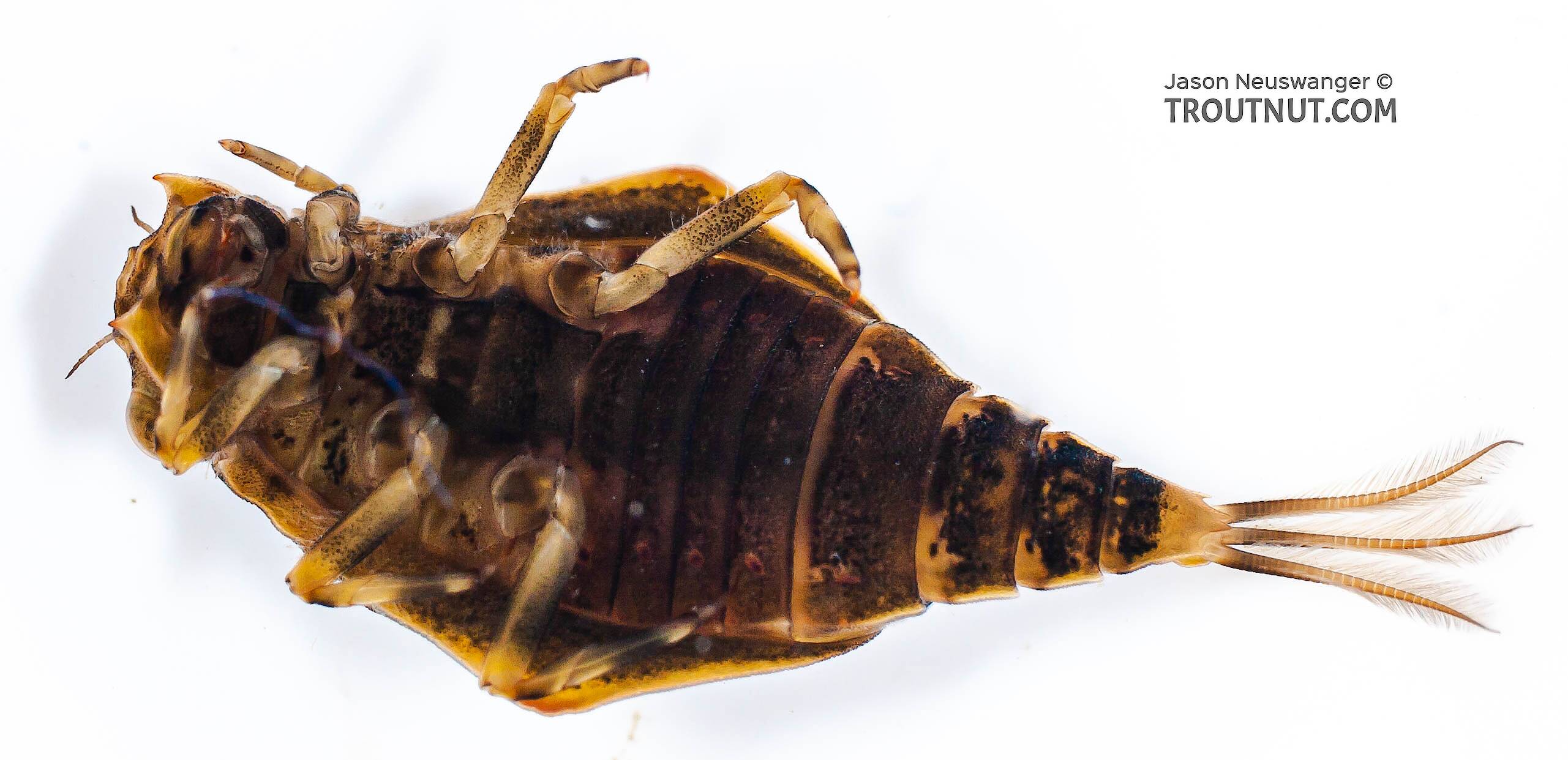 Baetisca obesa (Armored Mayfly) Mayfly Nymph Pictures