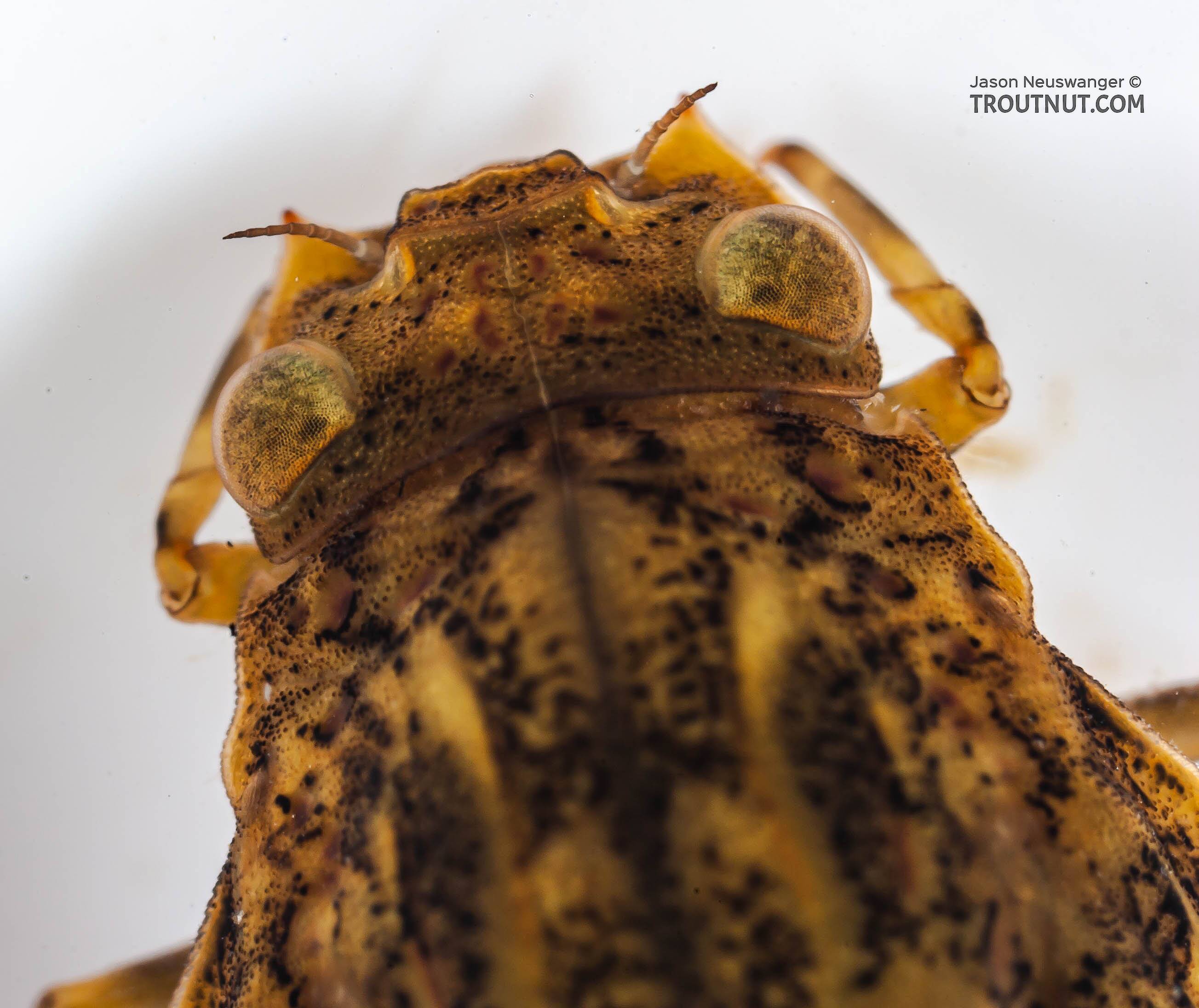 Baetisca obesa (Armored Mayfly) Mayfly Nymph Pictures