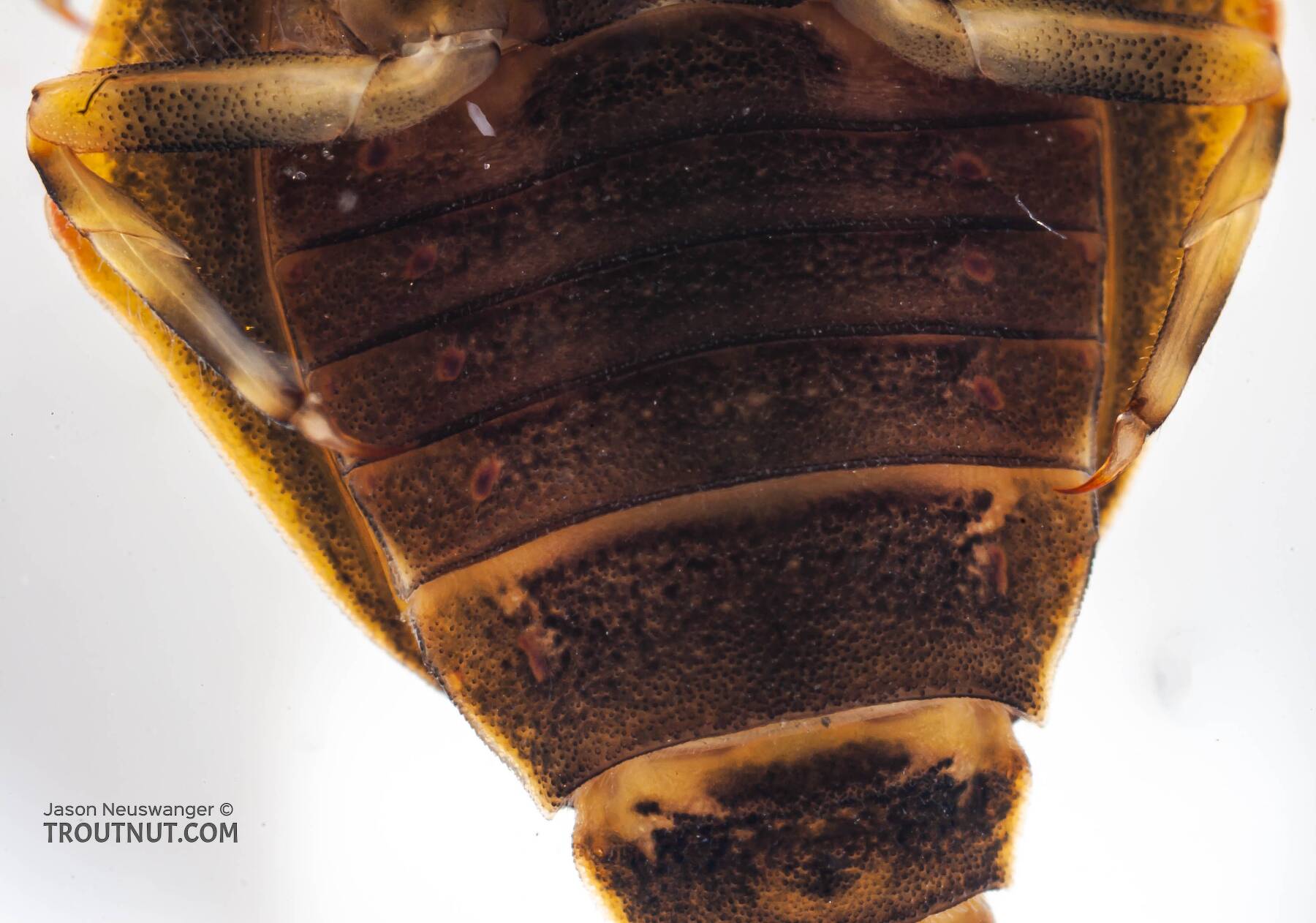 Baetisca obesa (Armored Mayfly) Mayfly Nymph Pictures