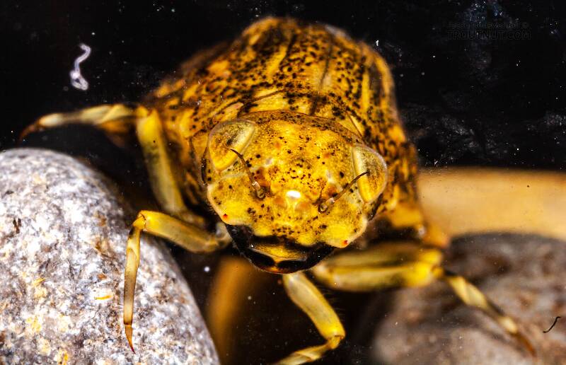 Baetisca obesa (Armored Mayfly) Mayfly Nymph Pictures