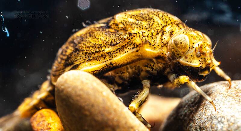 Baetisca obesa (Armored Mayfly) Mayfly Nymph Pictures