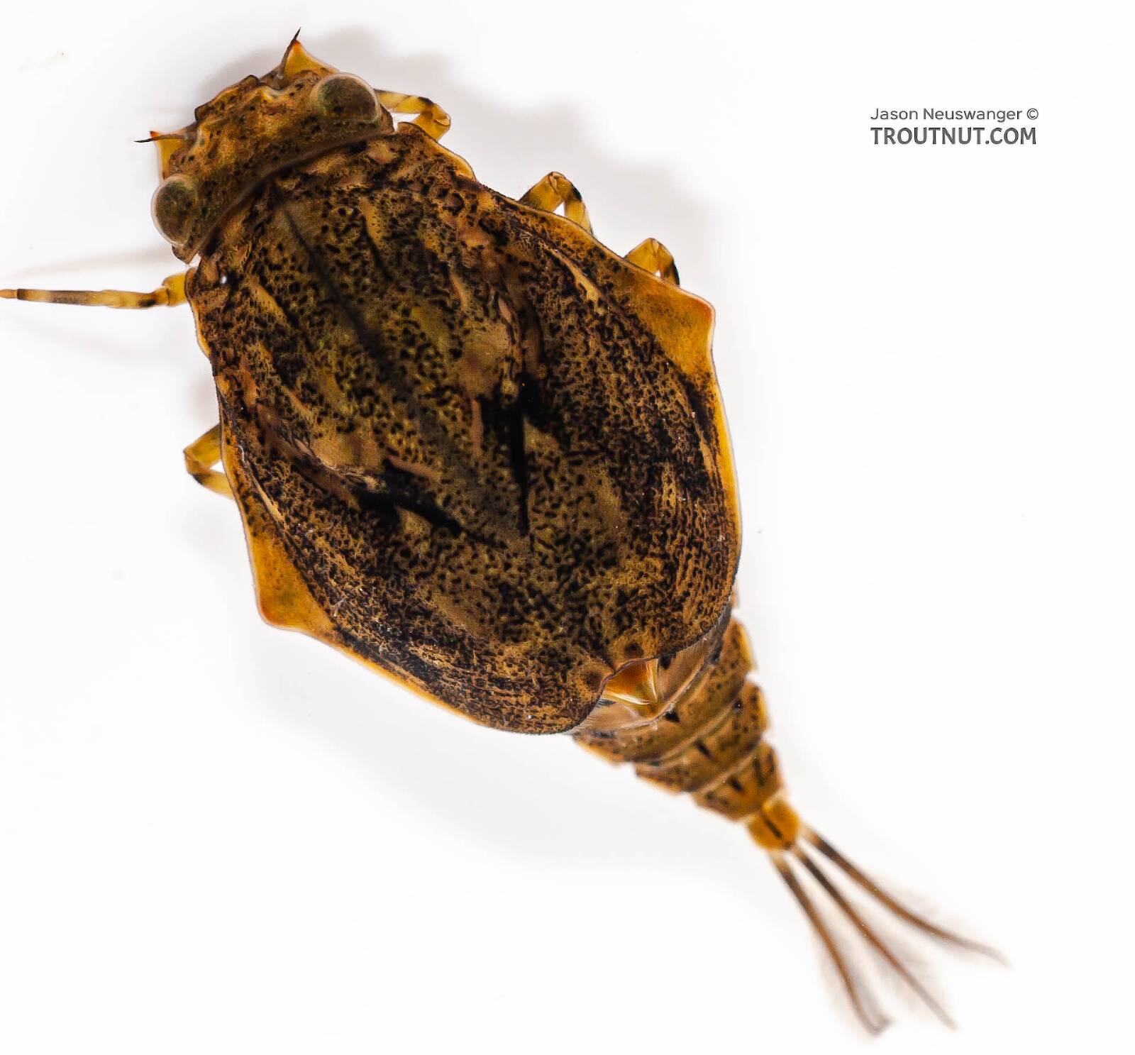 Mayfly Family Baetiscidae (Armored Mayflies)