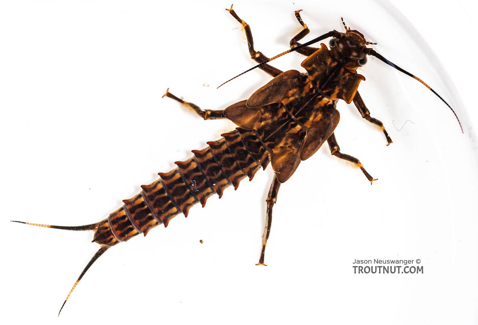 Pteronarcys biloba (Knobbed Salmonfly) Stonefly Nymph Pictures
