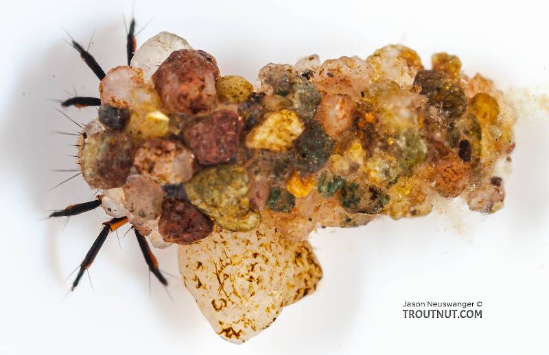 Neophylax (Autumn Mottled Sedge) Caddisfly Larva Pictures