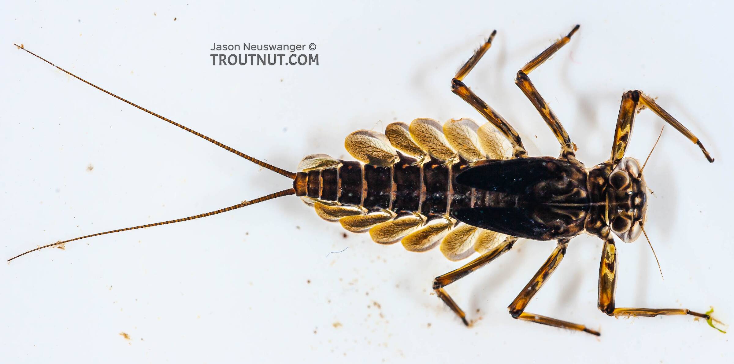 Mayfly Species Epeorus pleuralis (Quill Gordons)