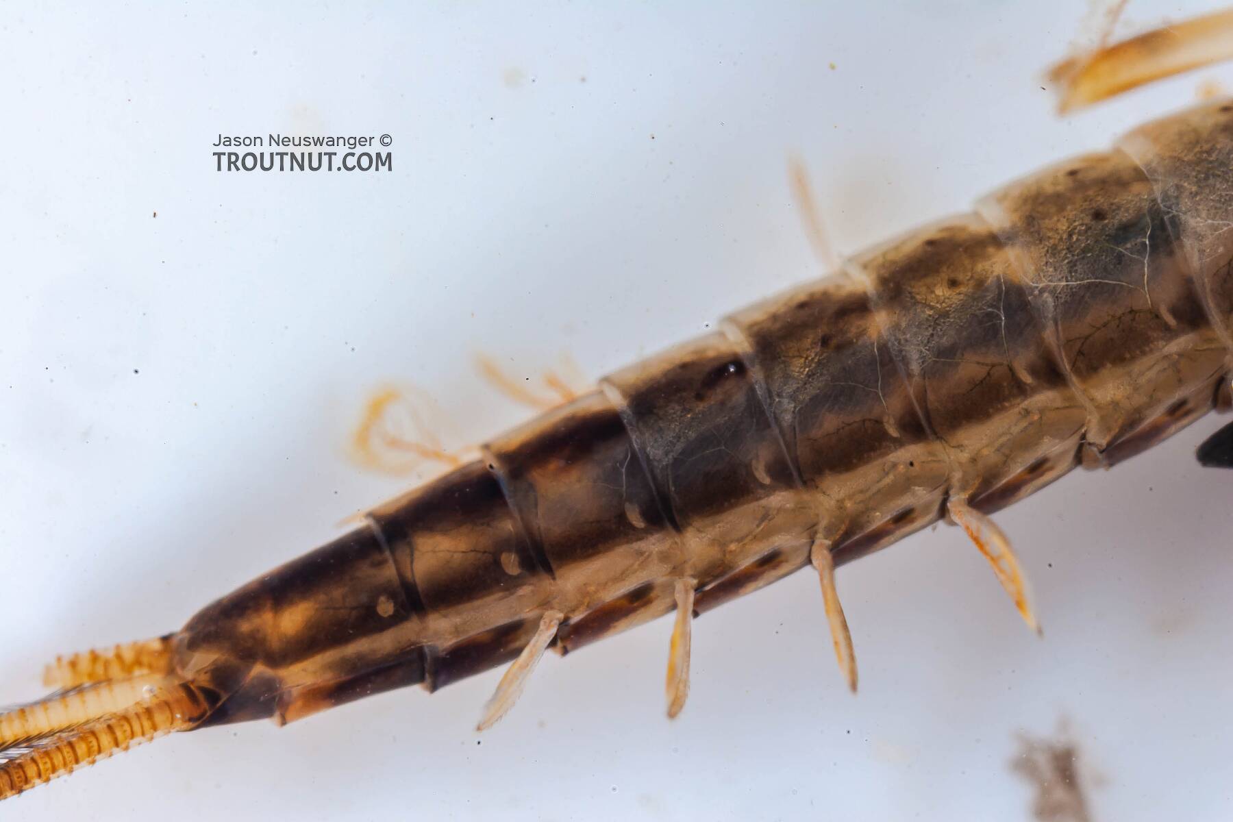 Ameletus ludens (Brown Dun) Mayfly Nymph Pictures