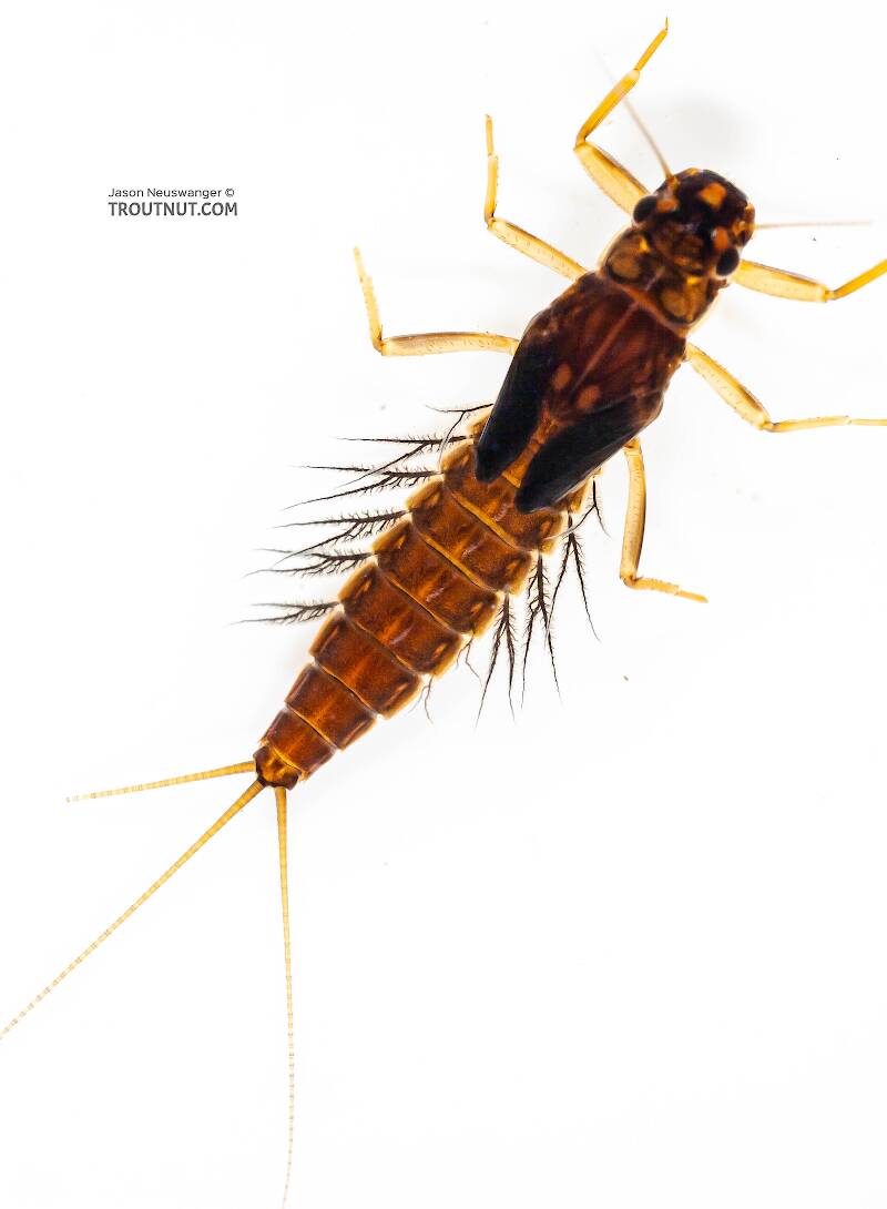 Neoleptophlebia Mayfly Nymph Pictures