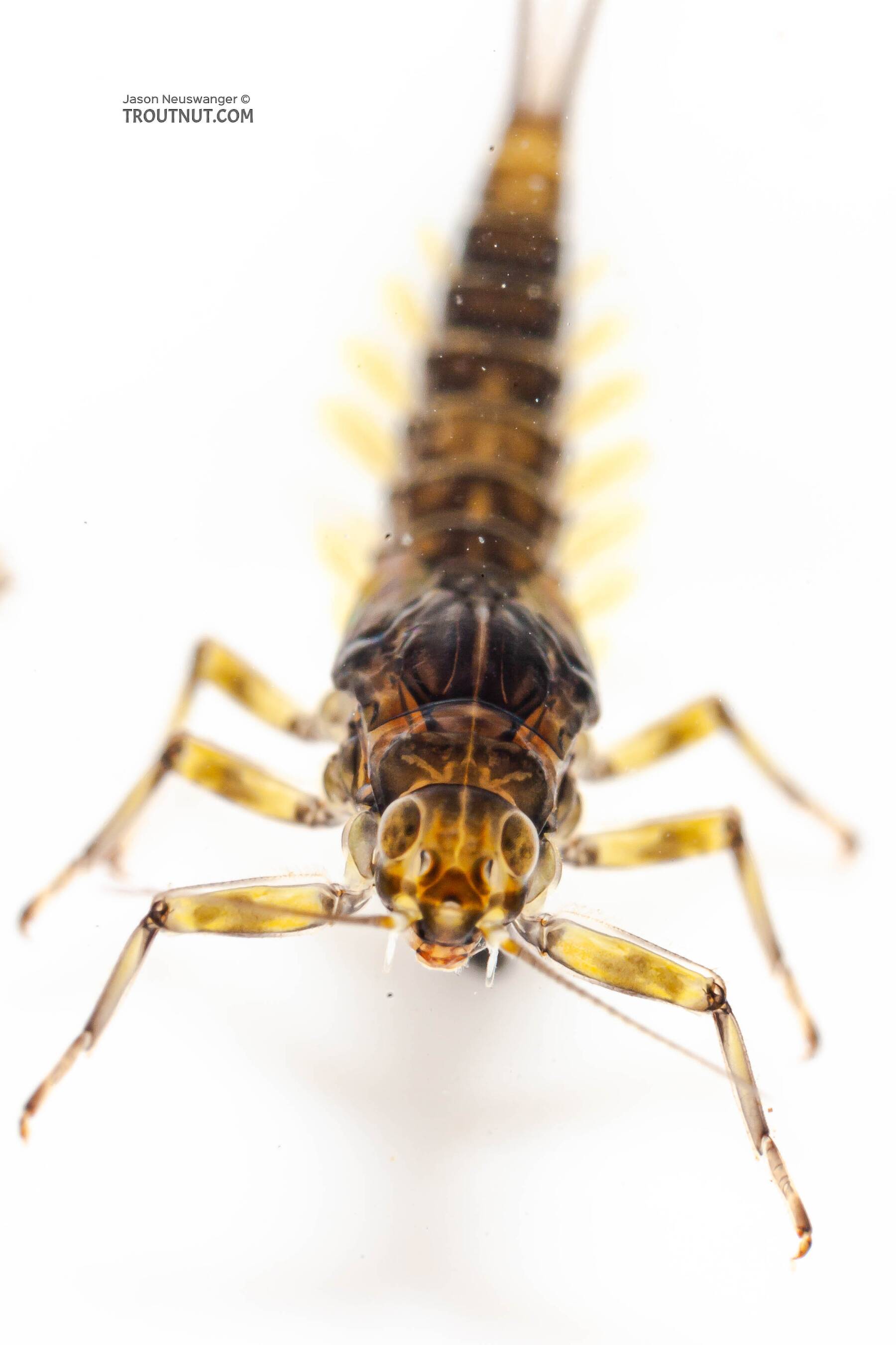 Baetis (Blue-Winged Olive) Mayfly Nymph Pictures