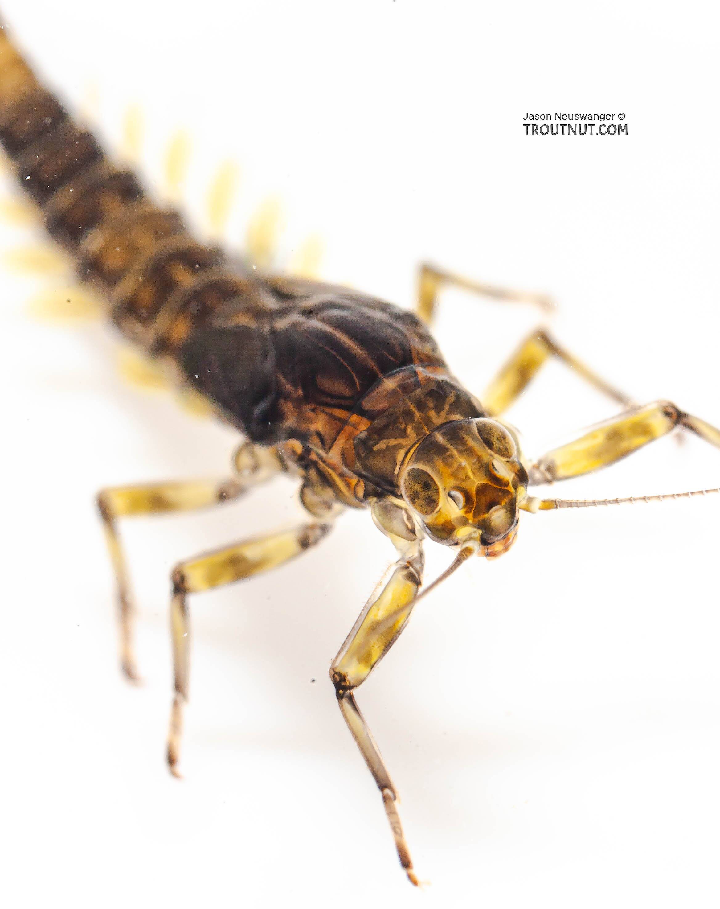 Baetis (Blue-Winged Olive) Mayfly Nymph Pictures