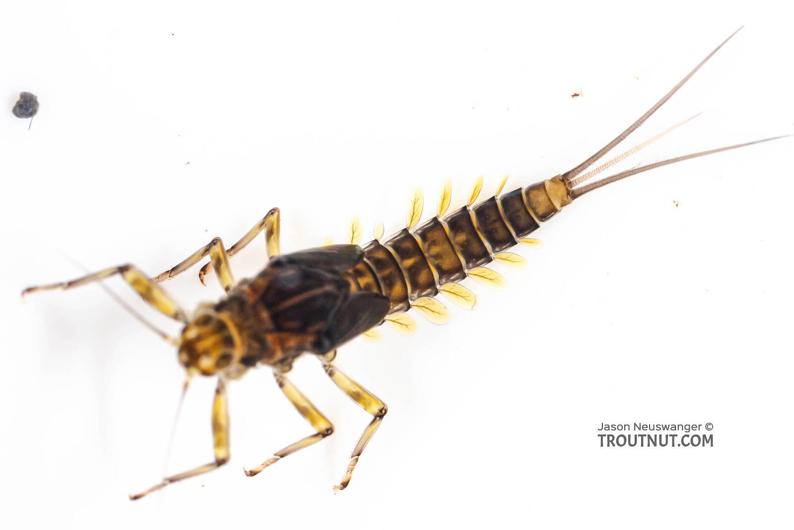Baetis (Blue-Winged Olive) Mayfly Nymph Pictures