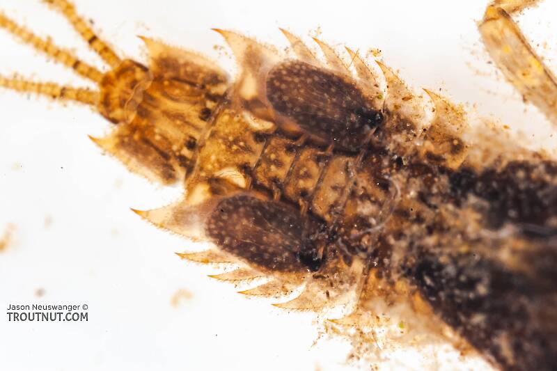 Eurylophella (Chocolate Dun) Mayfly Nymph Pictures