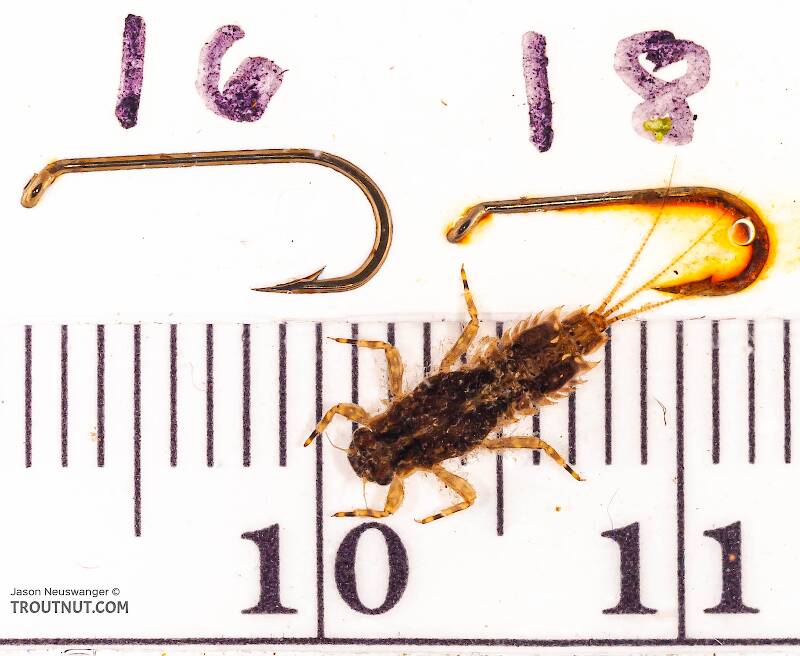 Eurylophella (Chocolate Dun) Mayfly Nymph Pictures