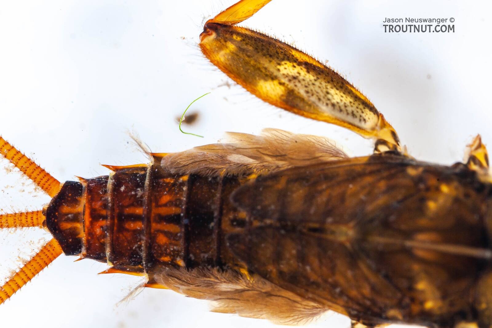 Stenonema femoratum (Cream Cahill) Mayfly Nymph Pictures
