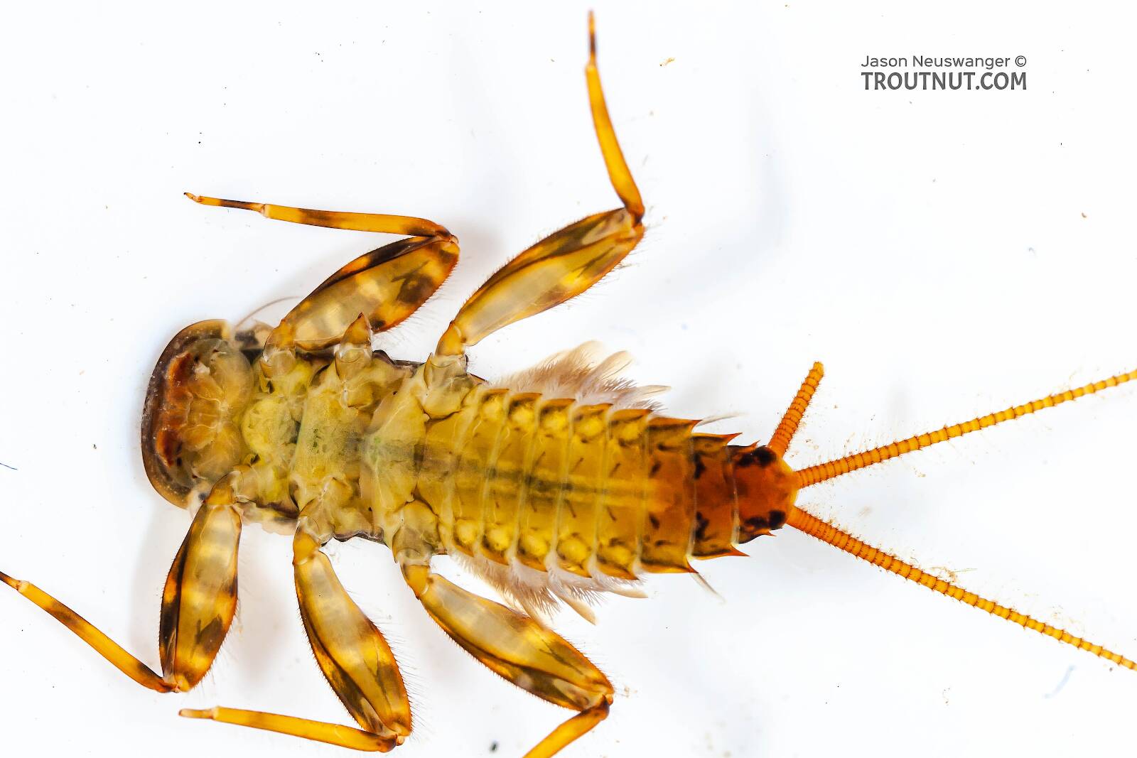 Stenonema femoratum (Cream Cahill) Mayfly Nymph Pictures