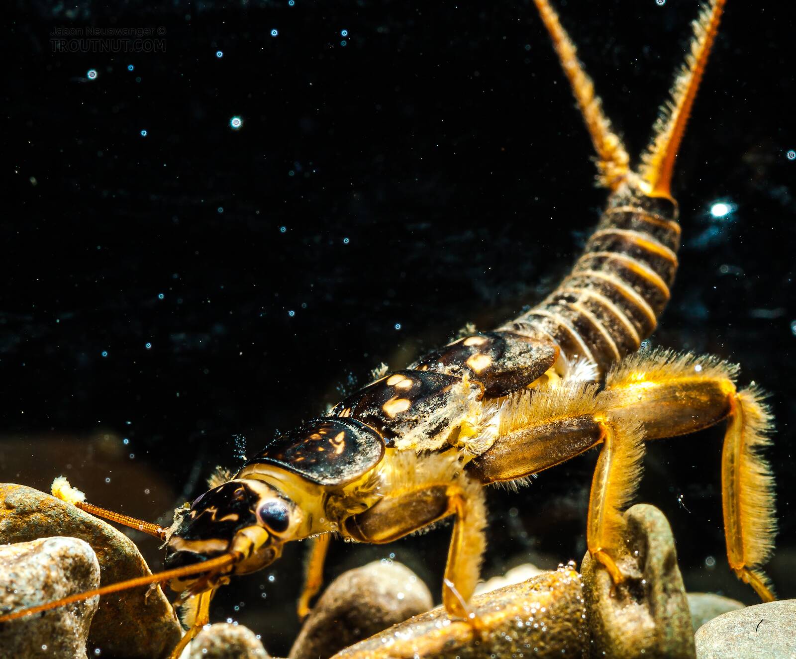 Acroneuria abnormis (Golden Stone) Stonefly Nymph Pictures